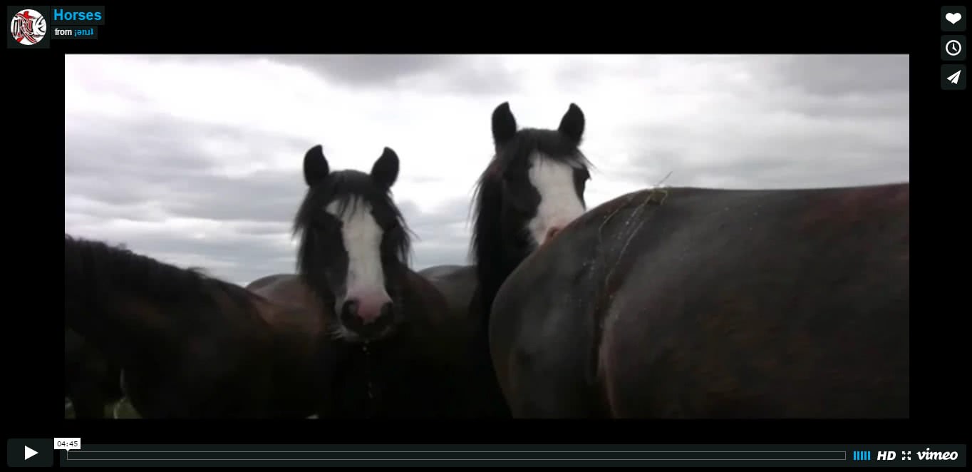 Horse Video Sample Screenshot - Swiftsure Equine