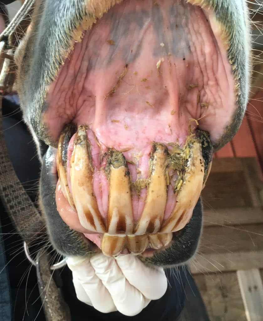 December: Marty - A New Smile - Swiftsure Equine