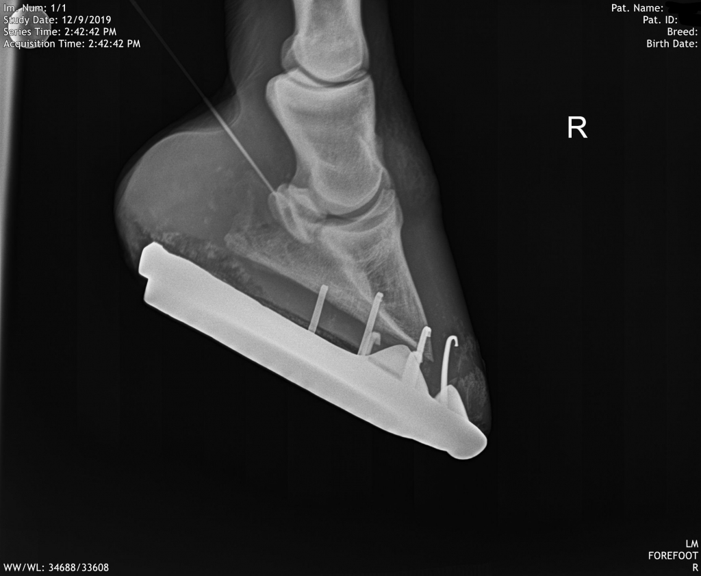December: Navicular Cyst - Swiftsure Equine