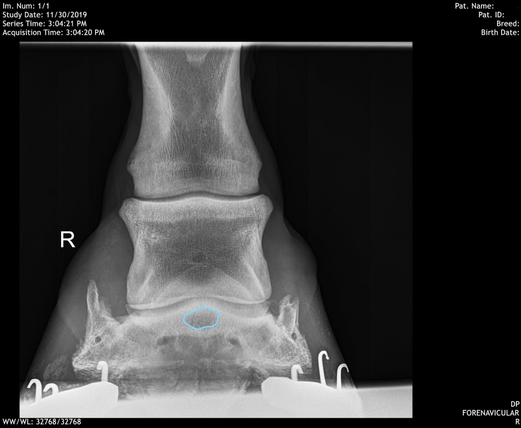 December: Navicular Cyst - Swiftsure Equine